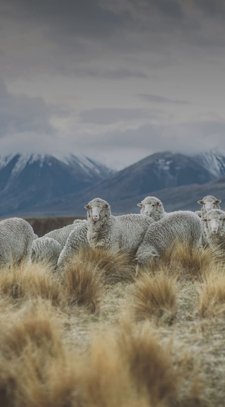 Merino wool – icebreaker-apac